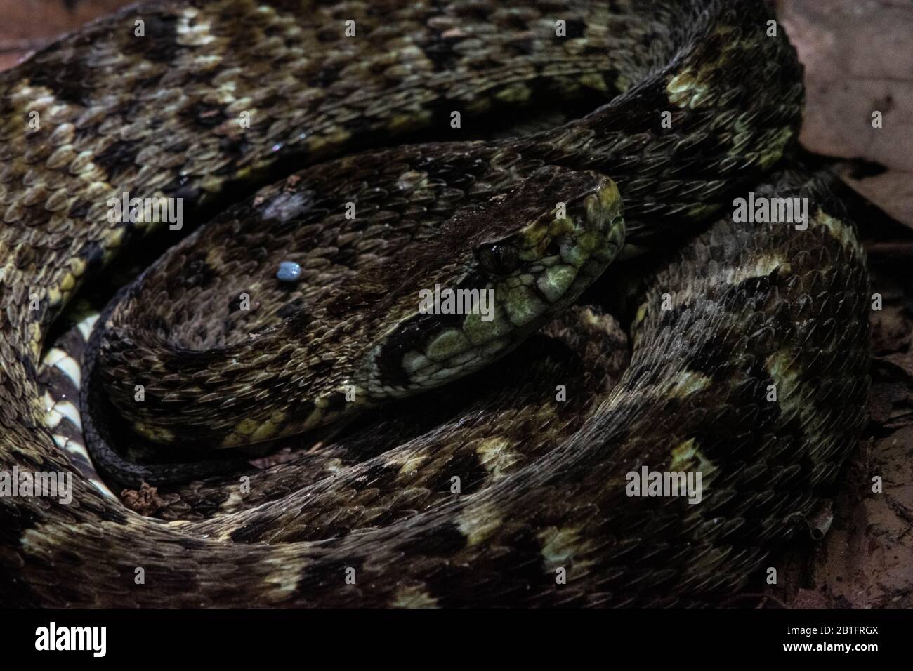 Common Lancehead (Bothrops atrox) from the Peruvian Amazon Stock Photo ...