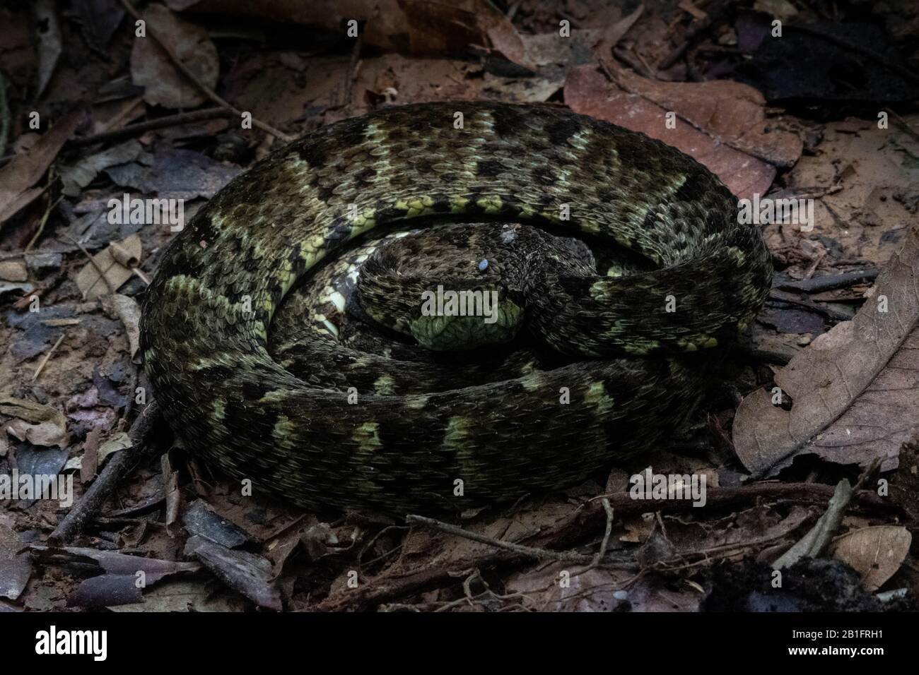 Common lancehead snake hi-res stock photography and images - Alamy