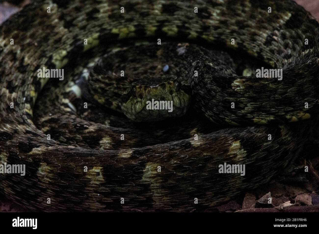 Common Lancehead (Bothrops atrox) from the Peruvian Amazon Stock Photo ...