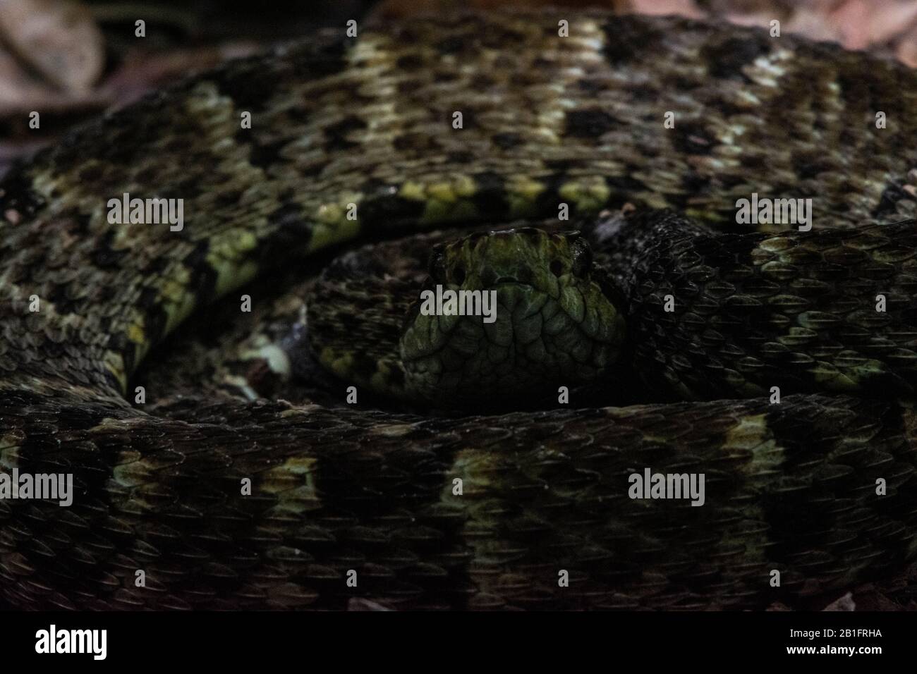 Mapepire Balsain High Resolution Stock Photography and Images - Alamy
