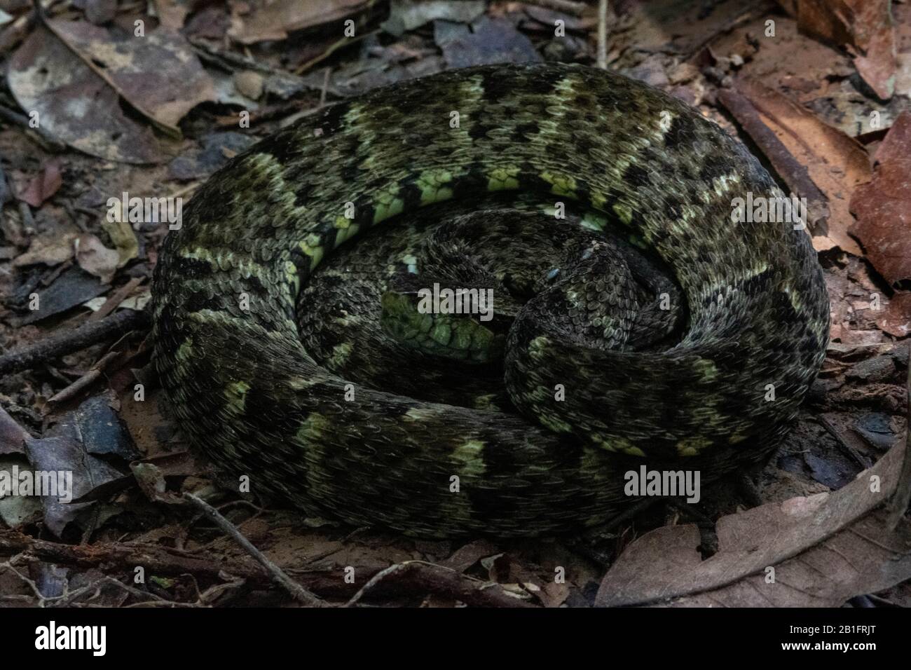 Common Lancehead (Bothrops atrox) from the Peruvian Amazon Stock Photo ...