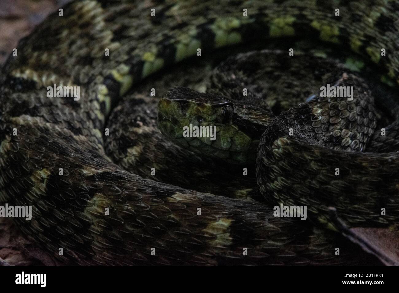Bothrops atrox poisonous hi-res stock photography and images - Alamy