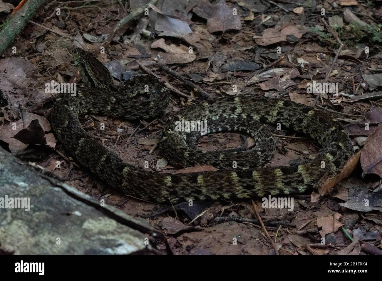 Common Lancehead (Bothrops atrox) from the Peruvian Amazon Stock Photo ...