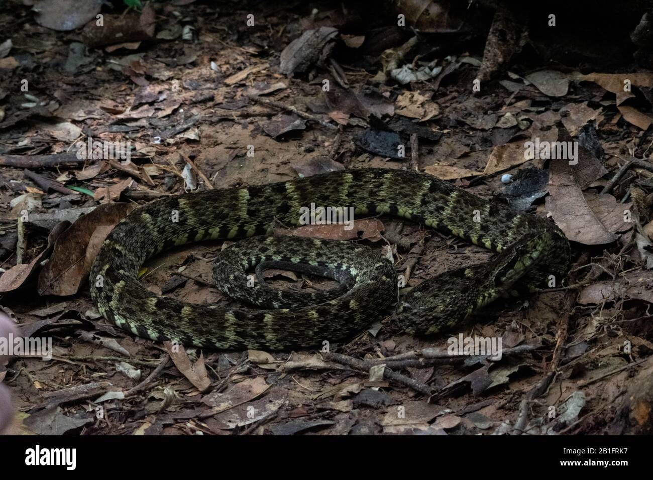 Common Lancehead (Bothrops atrox) from the Peruvian Amazon Stock Photo ...