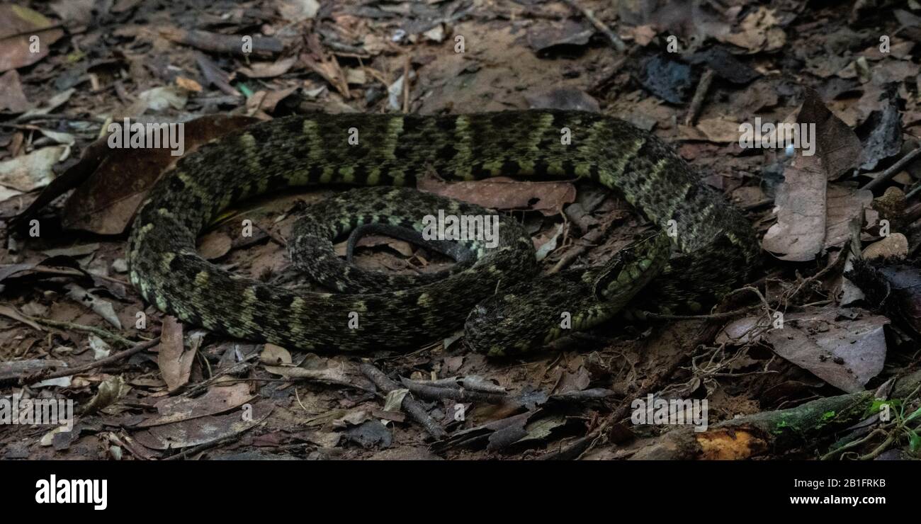 Common Lancehead (Bothrops atrox) from the Peruvian Amazon Stock Photo ...