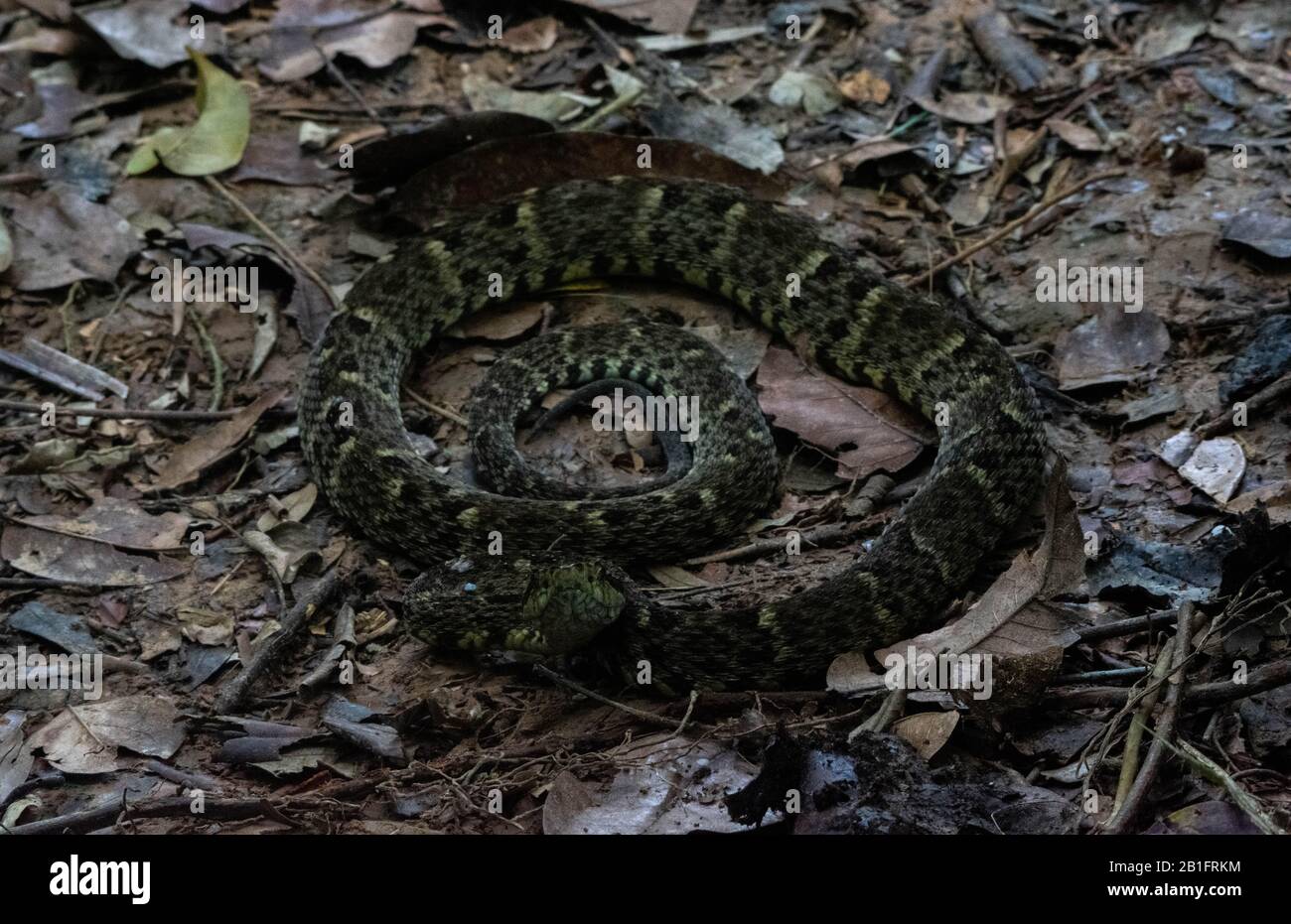 Common Lancehead (Bothrops atrox) from the Peruvian Amazon Stock Photo ...