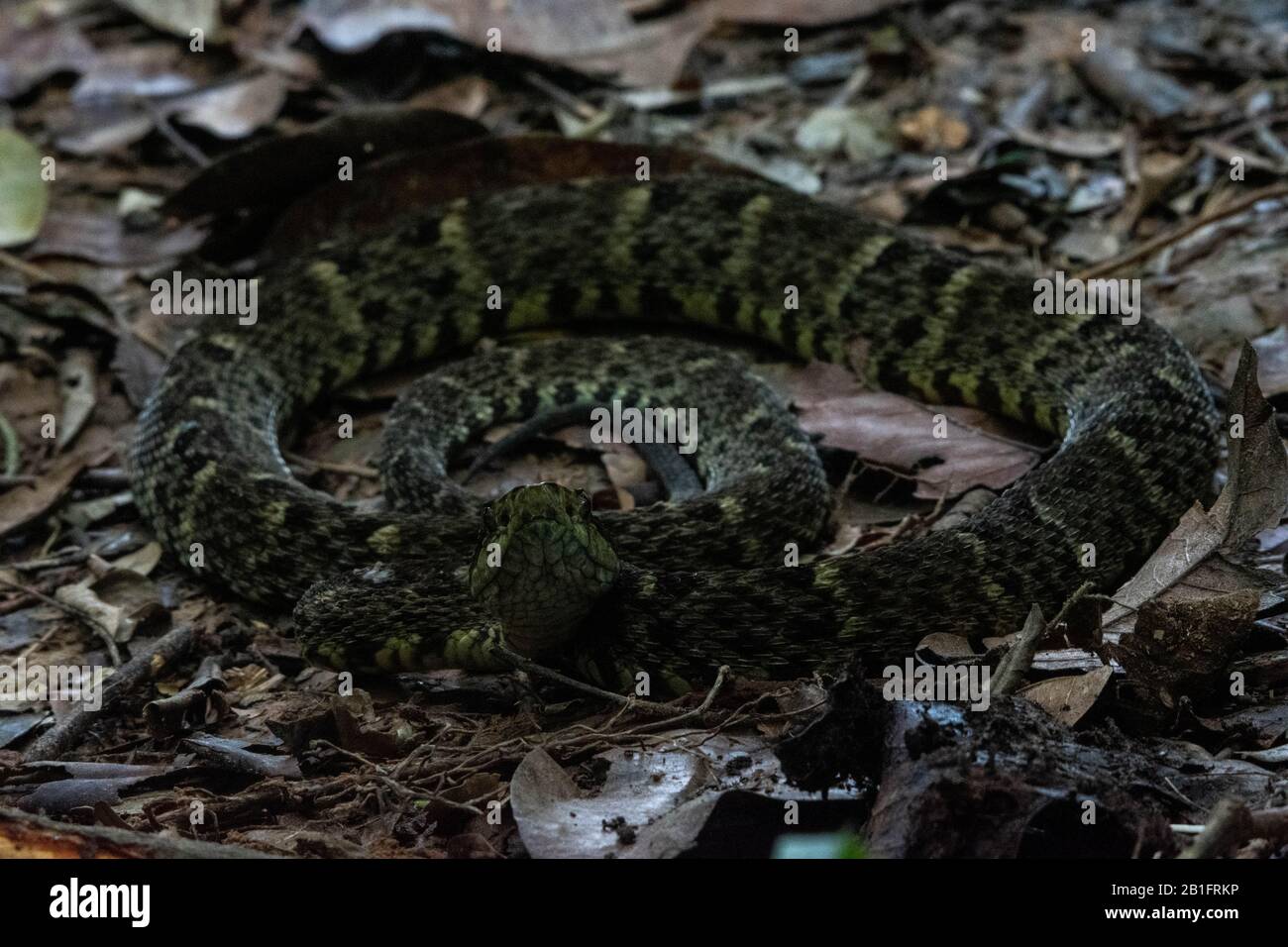 Common Lancehead (Bothrops atrox) from the Peruvian Amazon Stock Photo ...