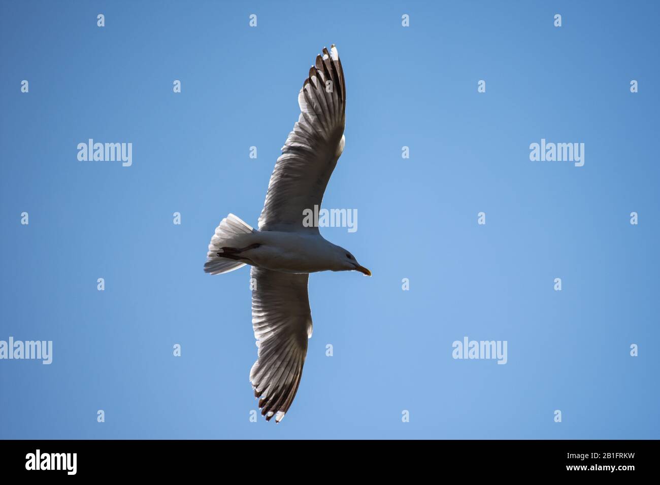 Wings of seagull hi-res stock photography and images - Alamy