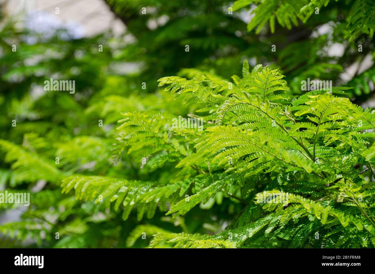 Royal Poinciana or Delonix Regia. It also known as Flame tree. green ...