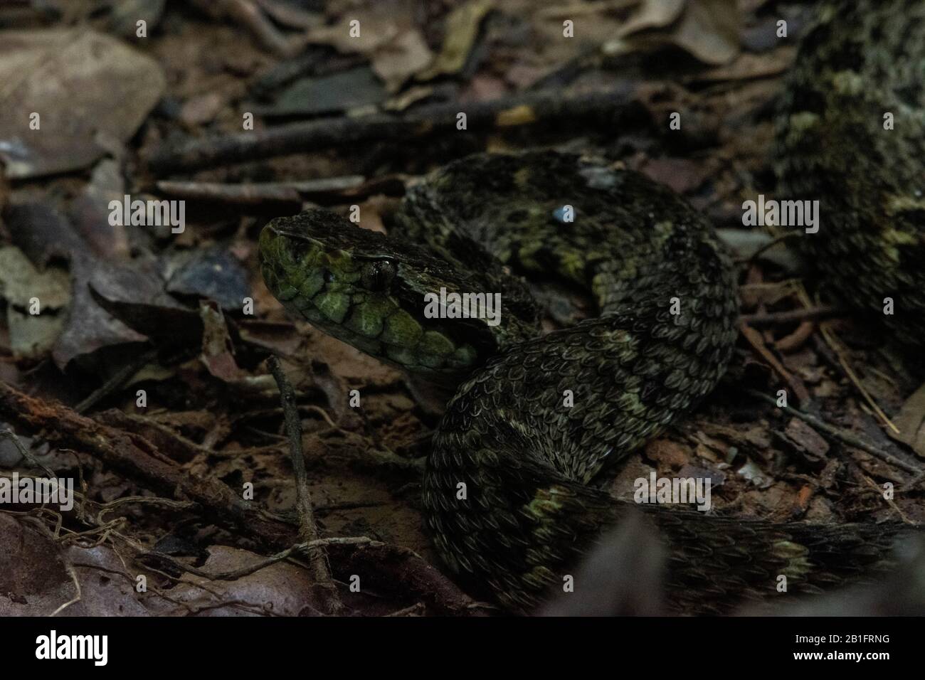 Common Lancehead (Bothrops atrox) from the Peruvian Amazon Stock Photo ...