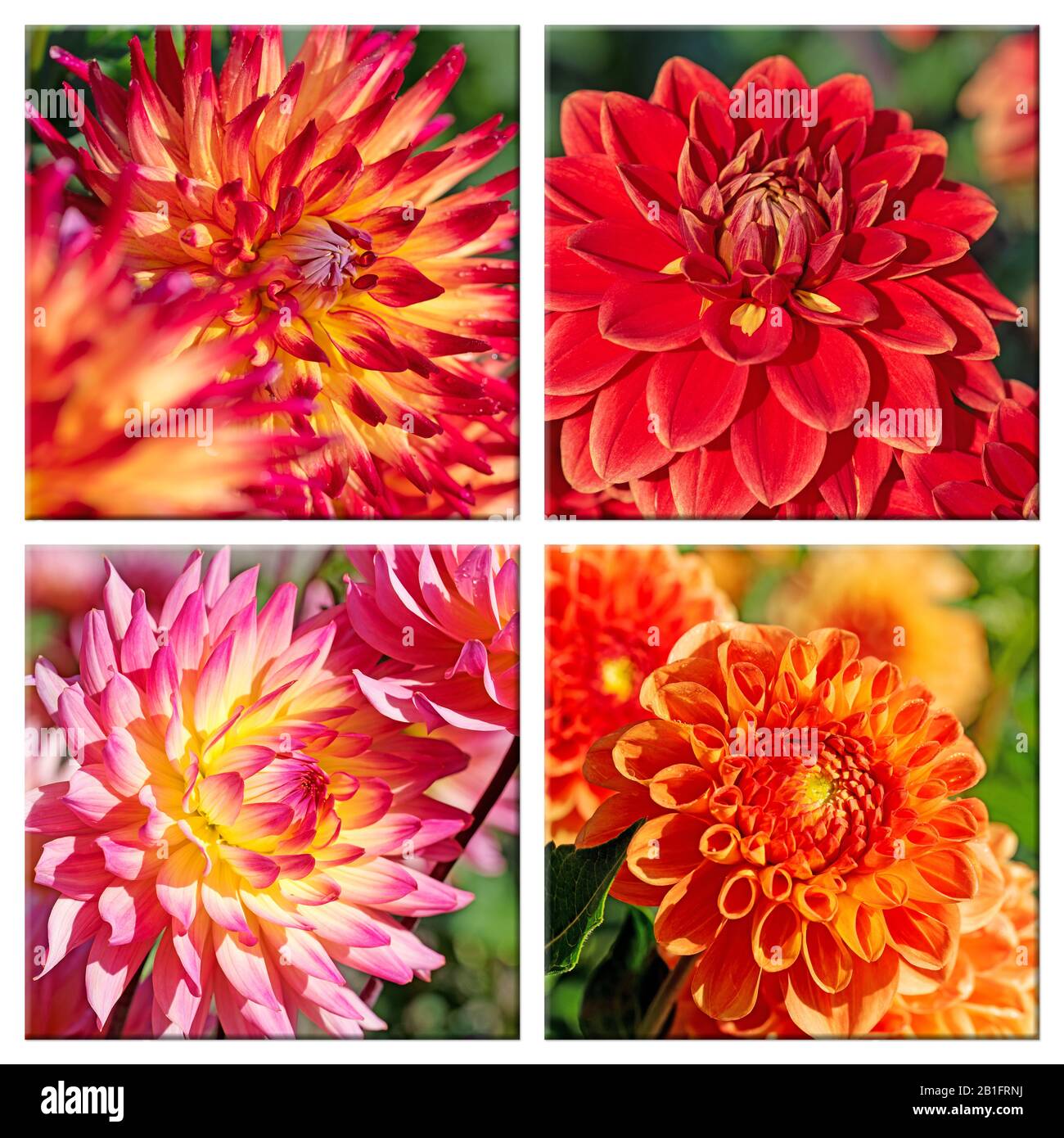 Colorful dahlias in a collage Stock Photo - Alamy