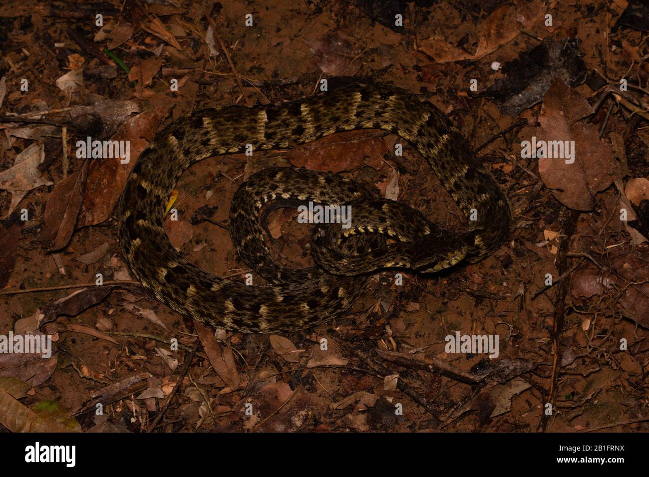 Common Lancehead (Bothrops atrox) from the Peruvian Amazon Stock Photo ...