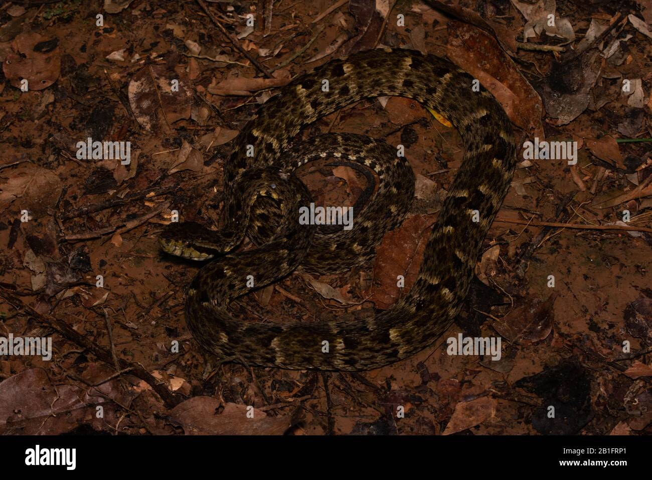 Common Lancehead (Bothrops atrox) from the Peruvian Amazon Stock Photo ...