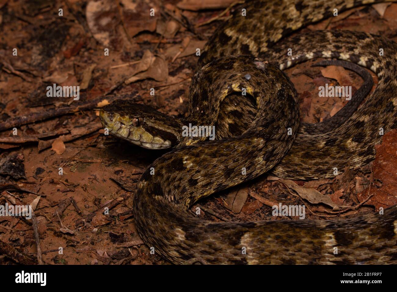 Common Lancehead (Bothrops atrox) from the Peruvian Amazon Stock Photo ...