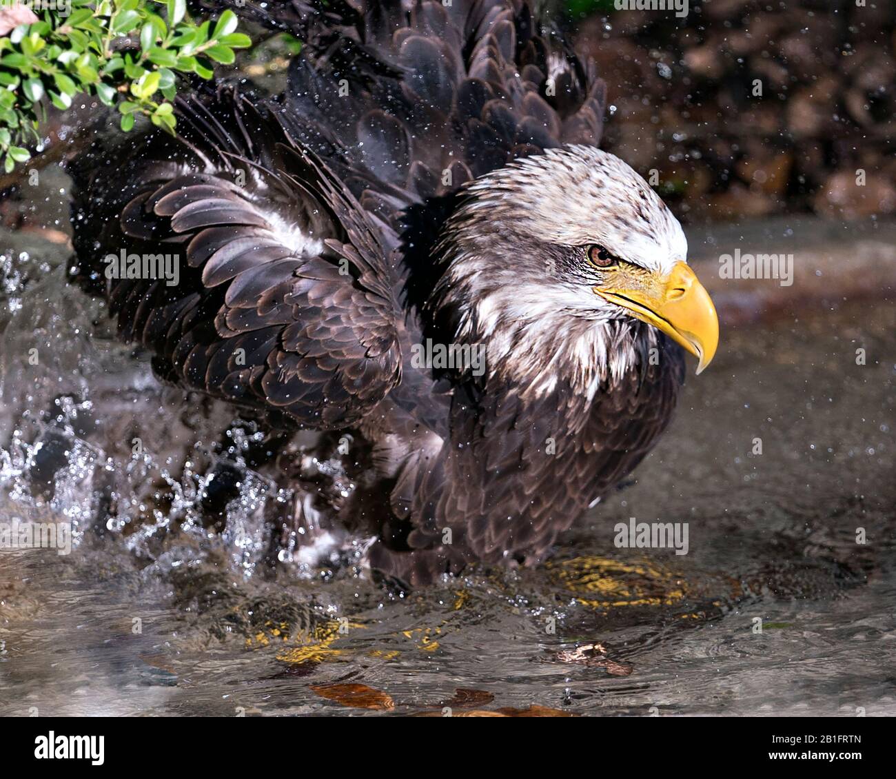 Bald Eagle close-up profile view, bathing in the water with splashing ...