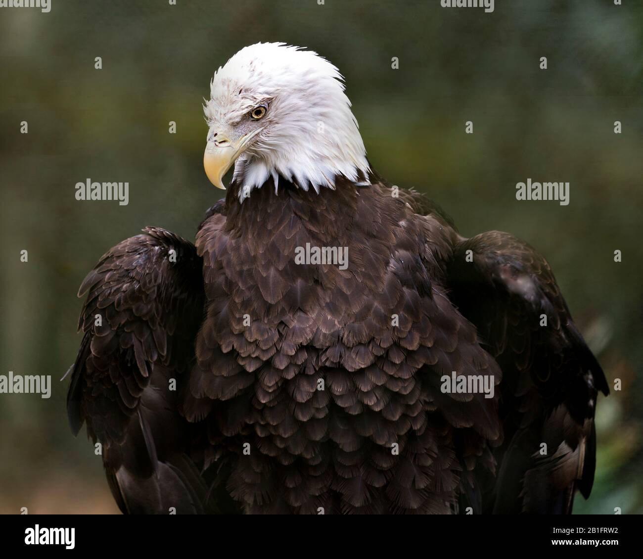 Bald Eagle head close-up profile view looking towards the ground with a ...