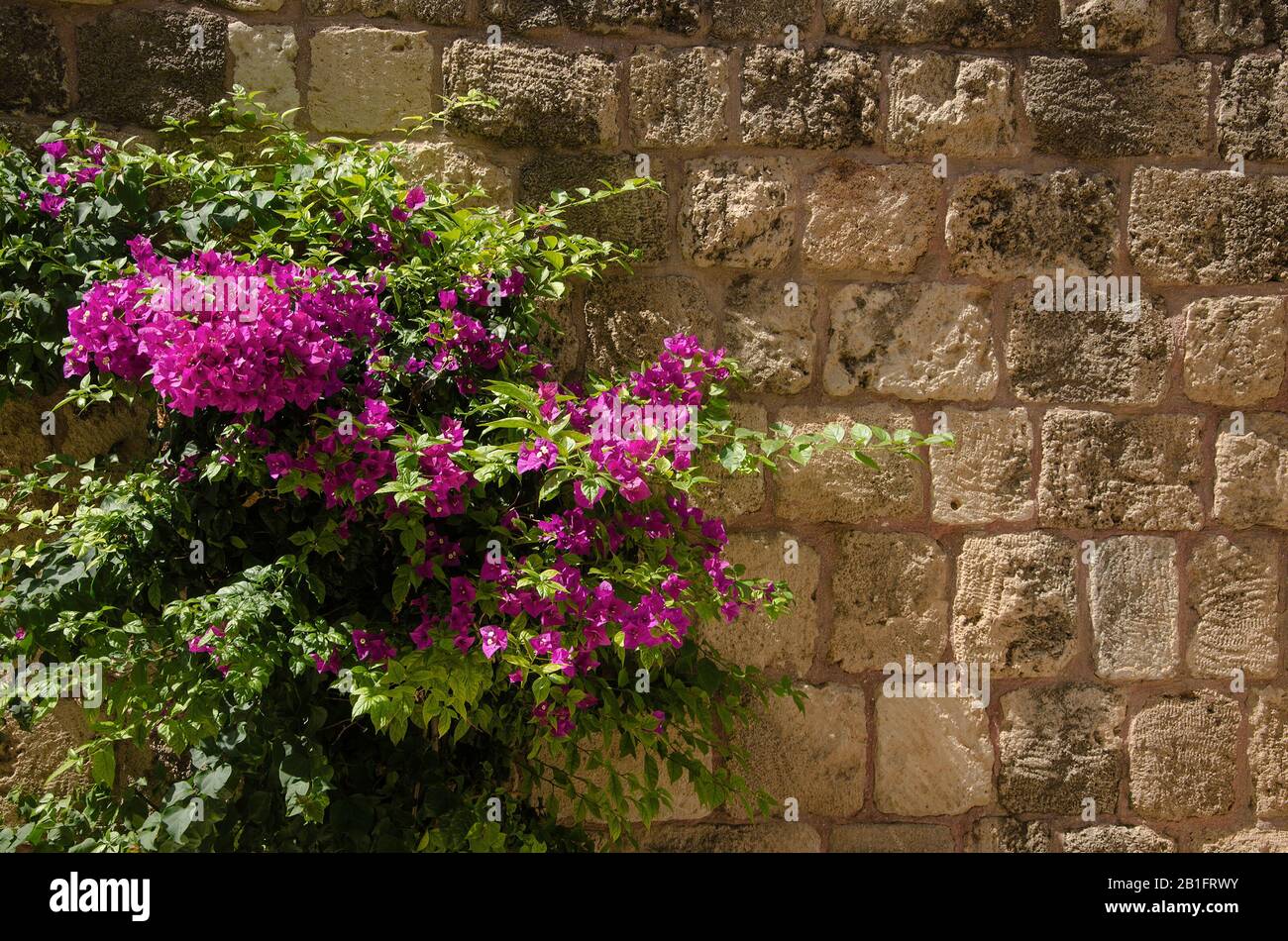 Old stone wall with flowers. Beautiful background Stock Photo - Alamy