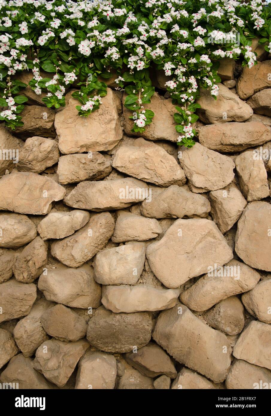 Stone wall with flowers white. Beautiful background Stock Photo - Alamy