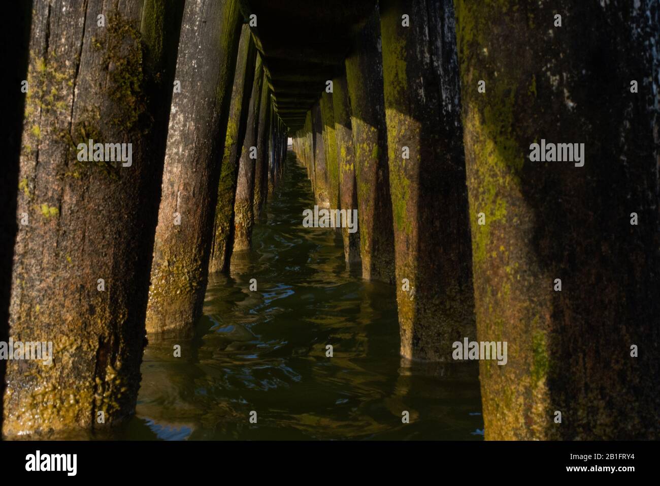 View underneath a wooden peer bridge with mossy green stakes Stock ...