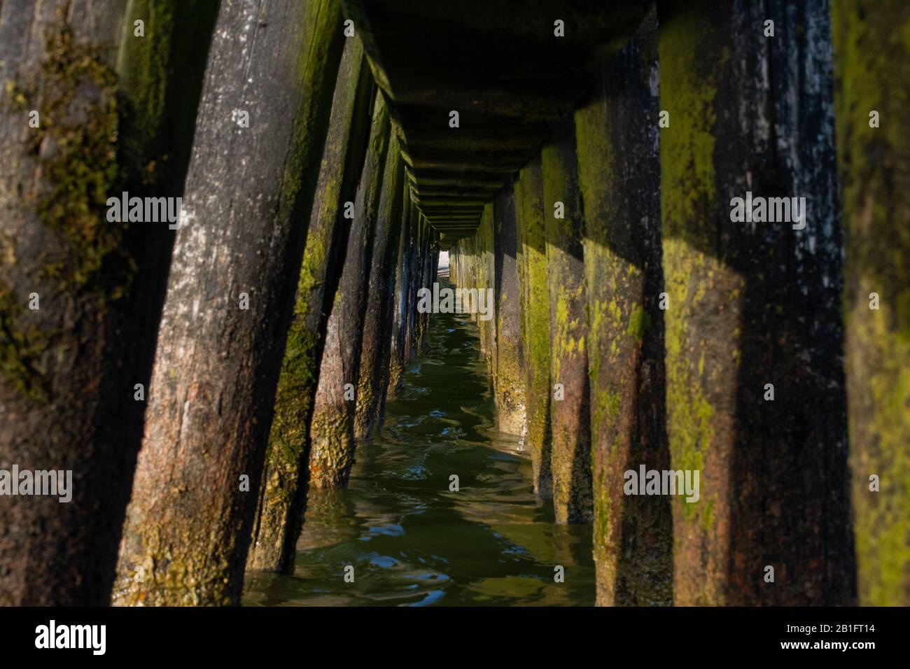 View underneath a wooden peer bridge with mossy green stakes Stock ...
