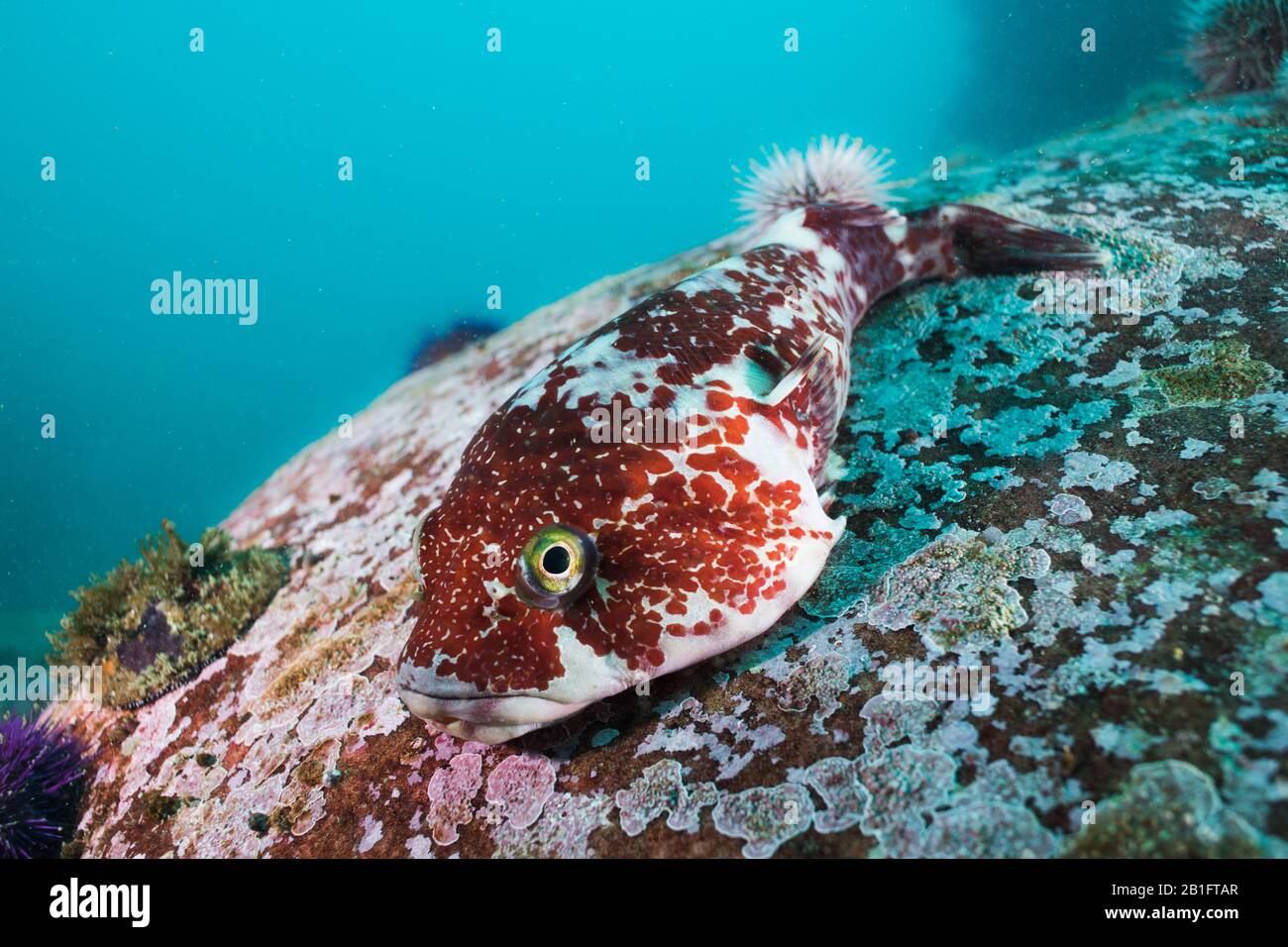 Rocksucker or giant clingfish (Chorisochismus dentex) on a rock with ...