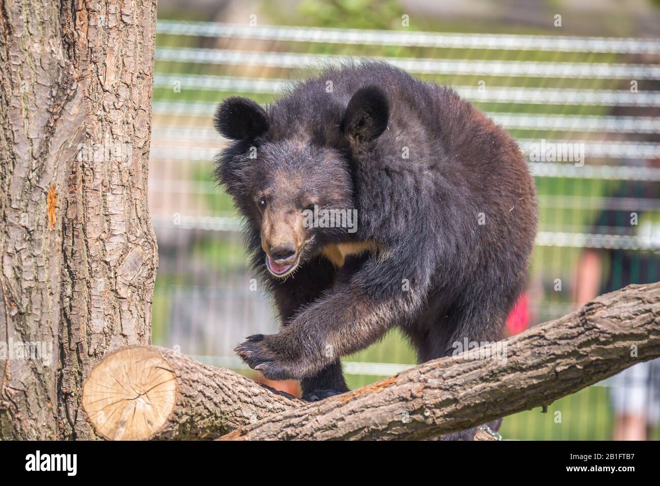 American black bear on tree hi-res stock photography and images - Alamy