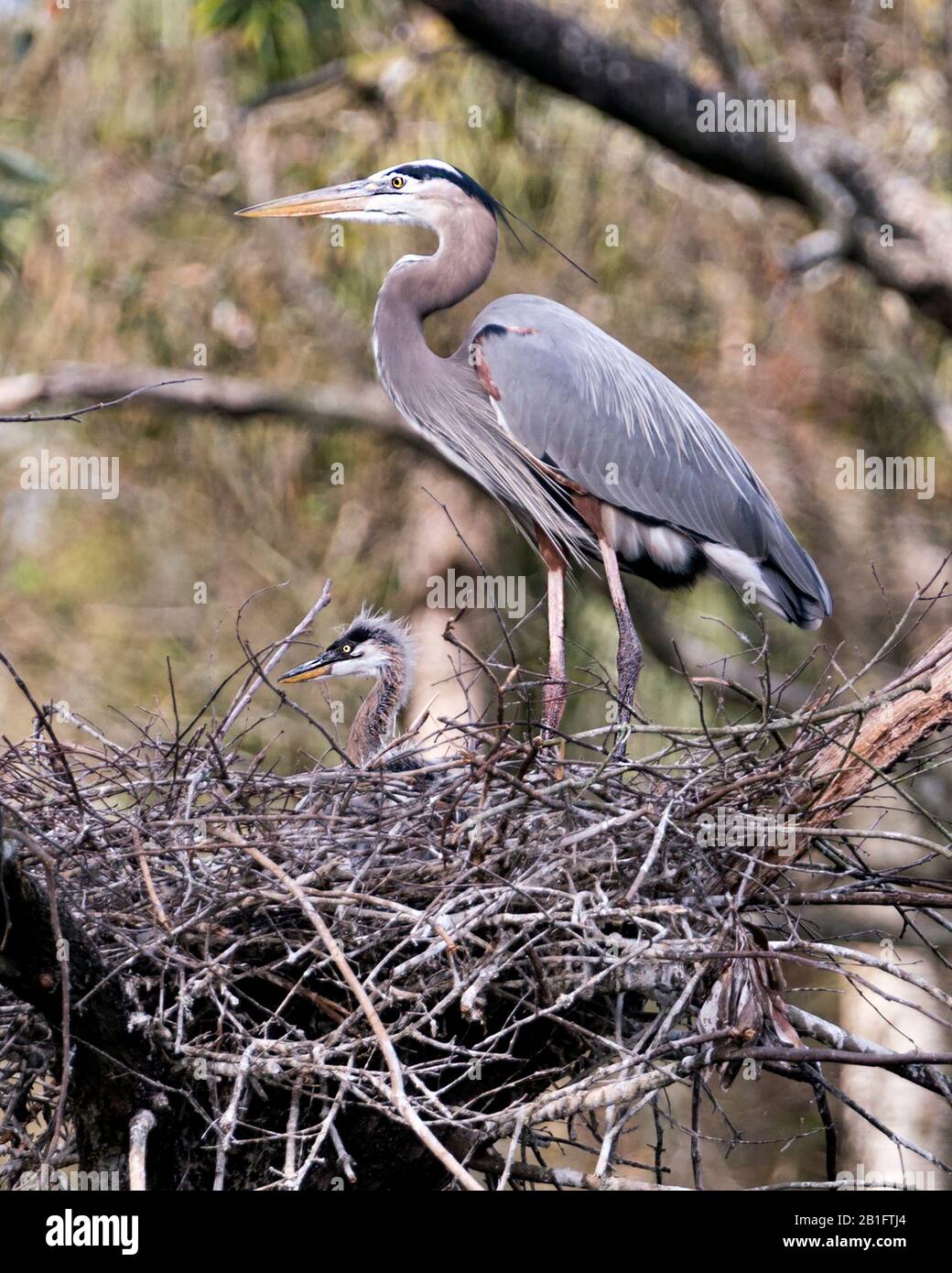 Great Blue Heron Baby