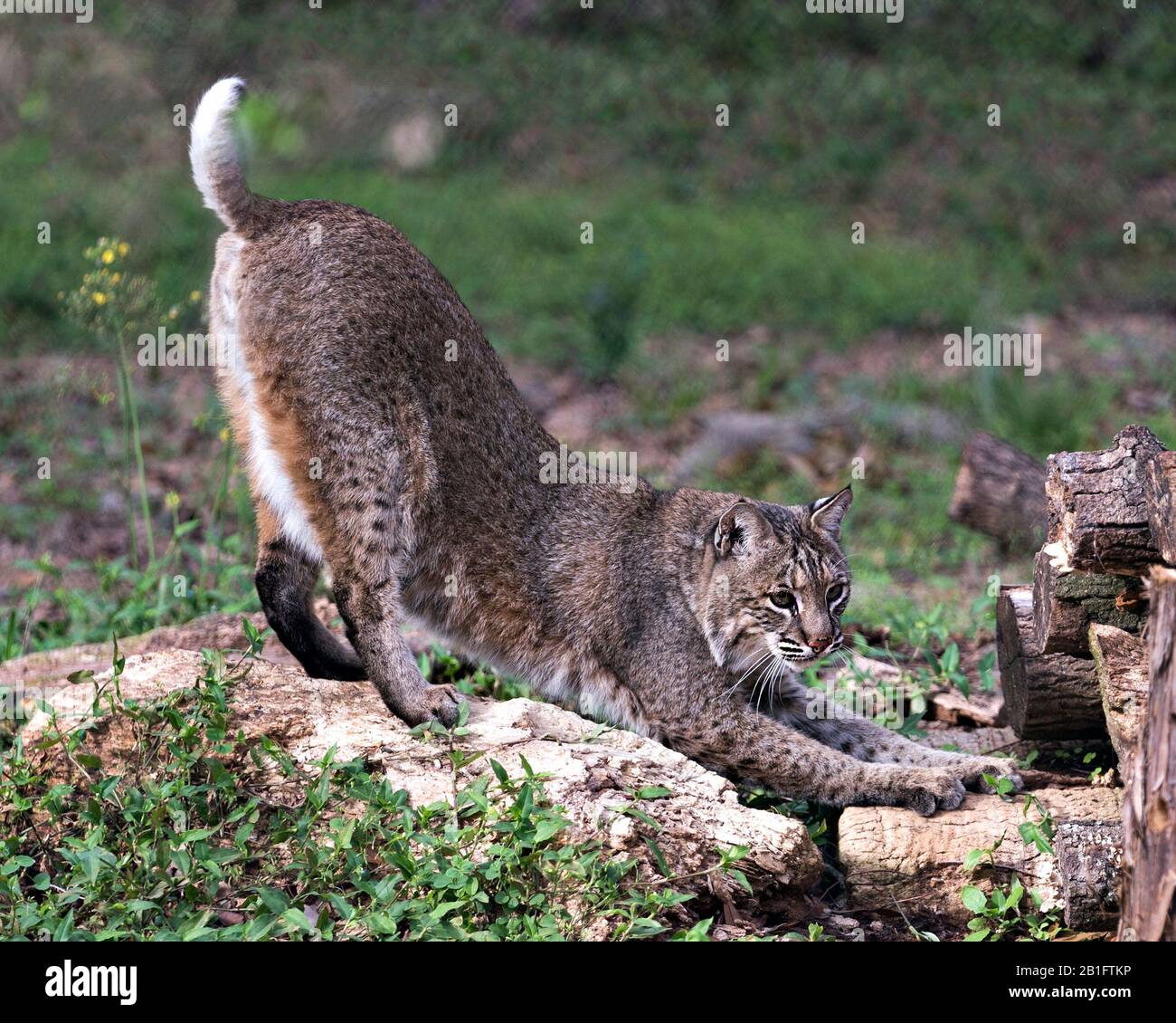 Bobcat animal close-up profile view scratching its nails on a log with ...
