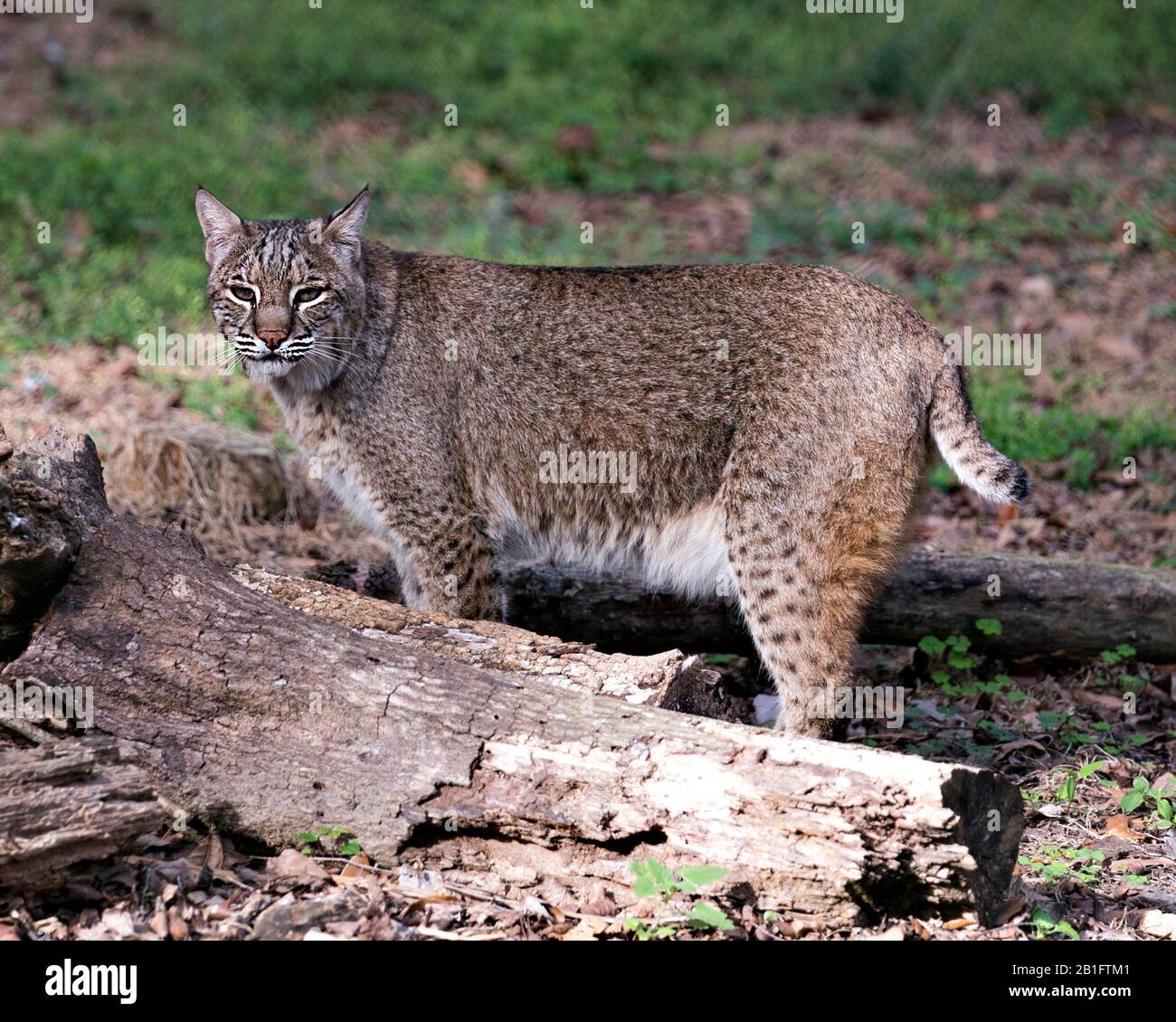 Bobcat animal close-up profile view looking at the camera with a bokeh ...