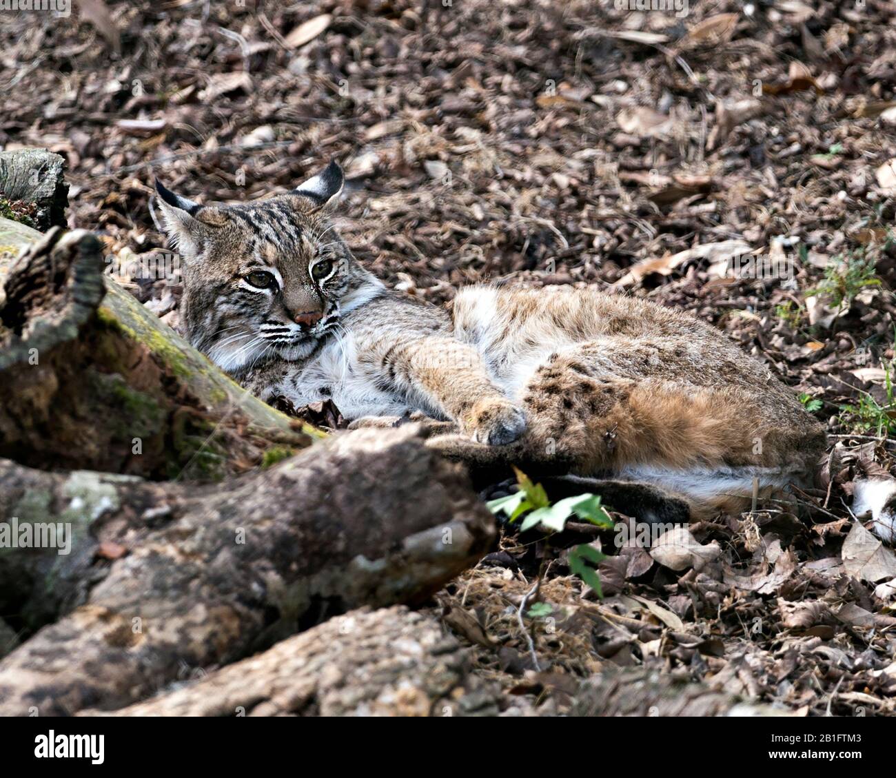 Bobcat animal close-up profile view resting by logs, displaying brown ...