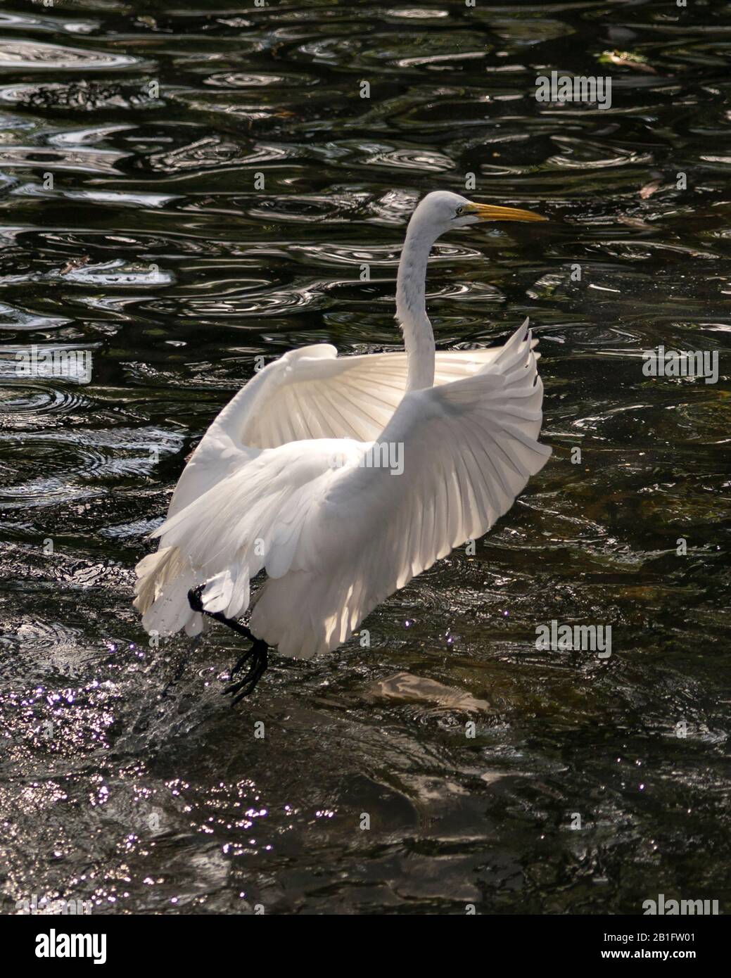 Great White Egret bird close-up profile view flying over the water with ...
