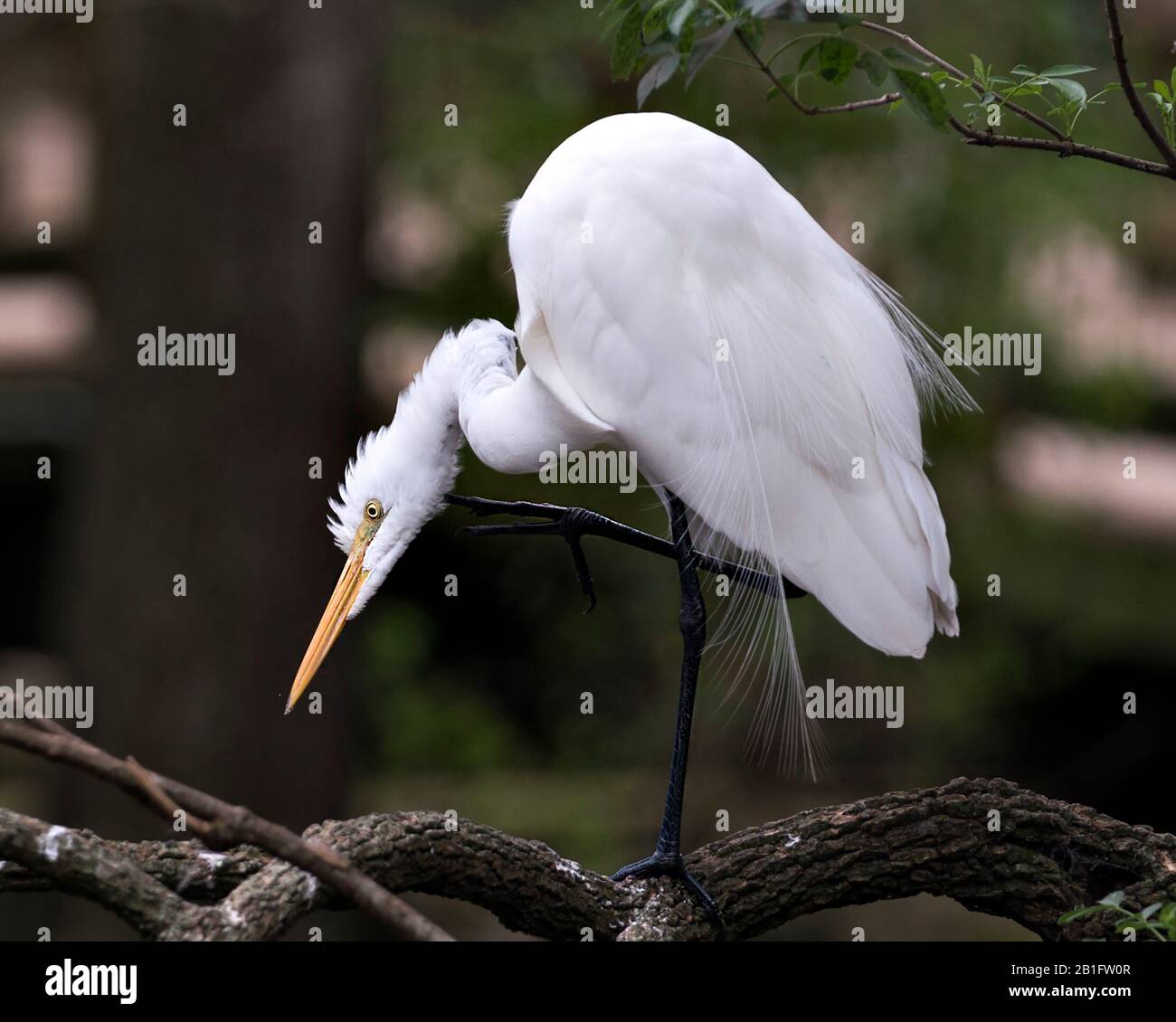 Great White Egret bird close-up profile view perched on a branch with a ...