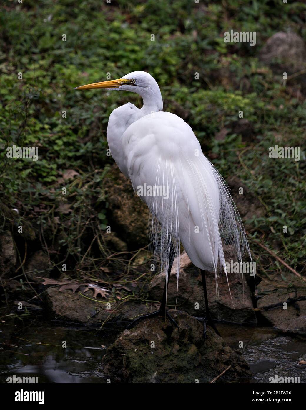 Great White Egret bird close-up profile view standing on a rock with a ...