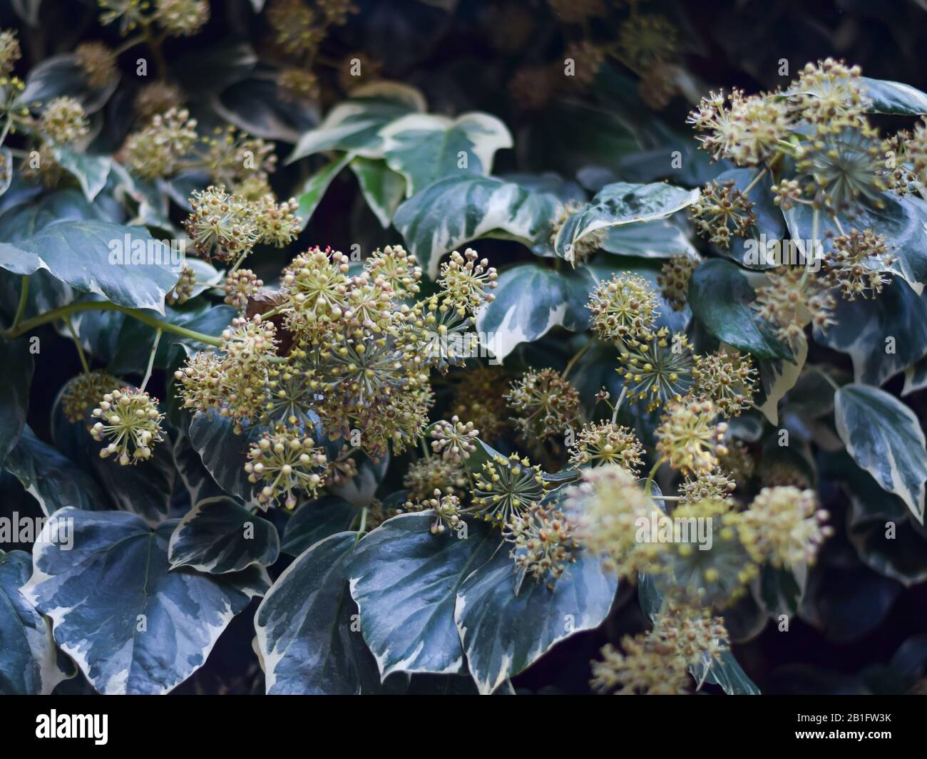 Ivy flower close-up. Evergreen plant Stock Photo - Alamy