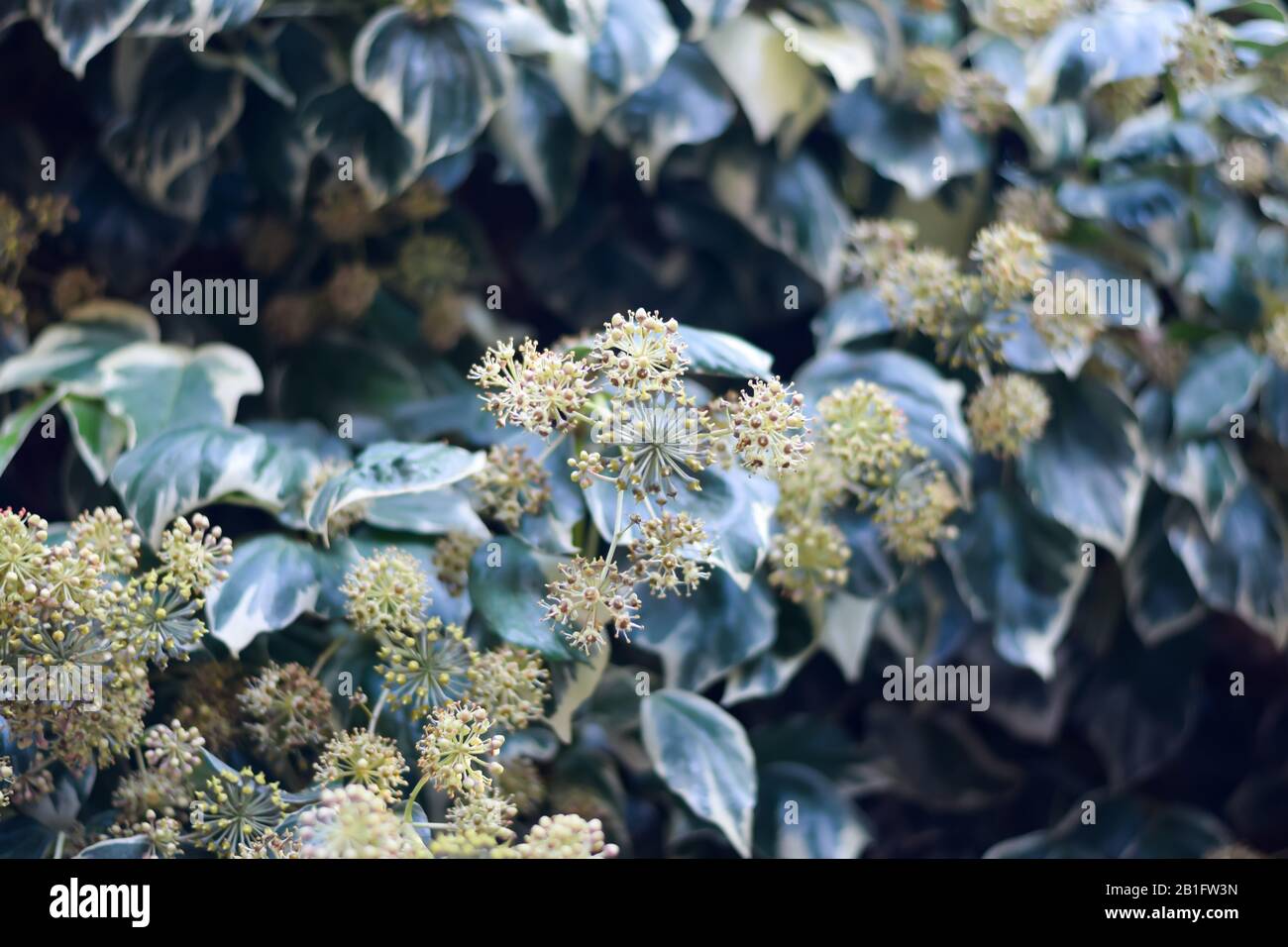 Ivy flower close-up. Evergreen plant Stock Photo - Alamy