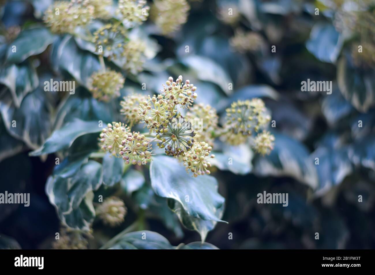 Ivy flower close-up. Evergreen plant Stock Photo - Alamy