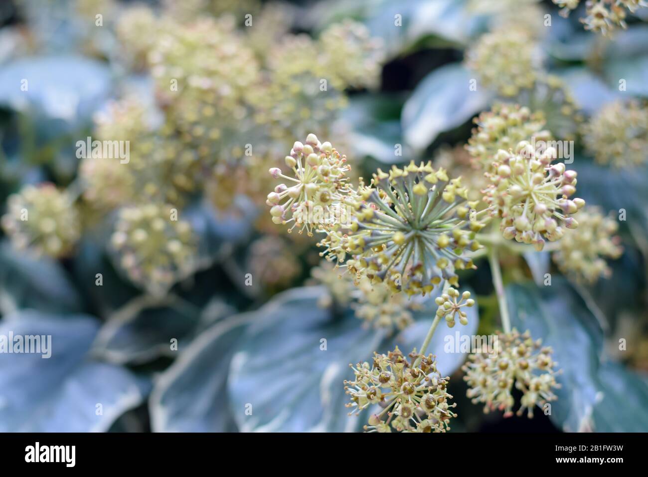 Ivy flower close-up. Evergreen plant Stock Photo - Alamy