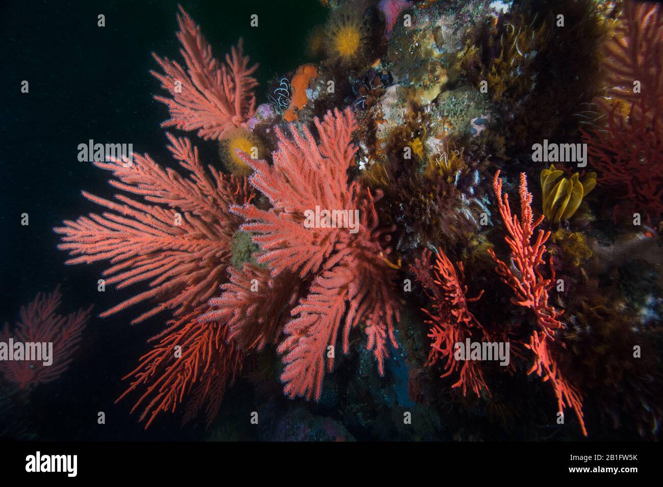 Small Palmate sea fans (Leptogorgia palma) with its white feeding ...