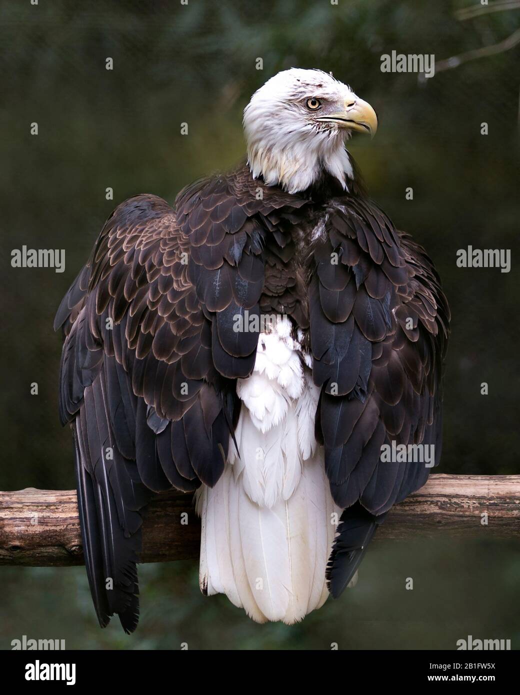 Eagle Wings Spread Back