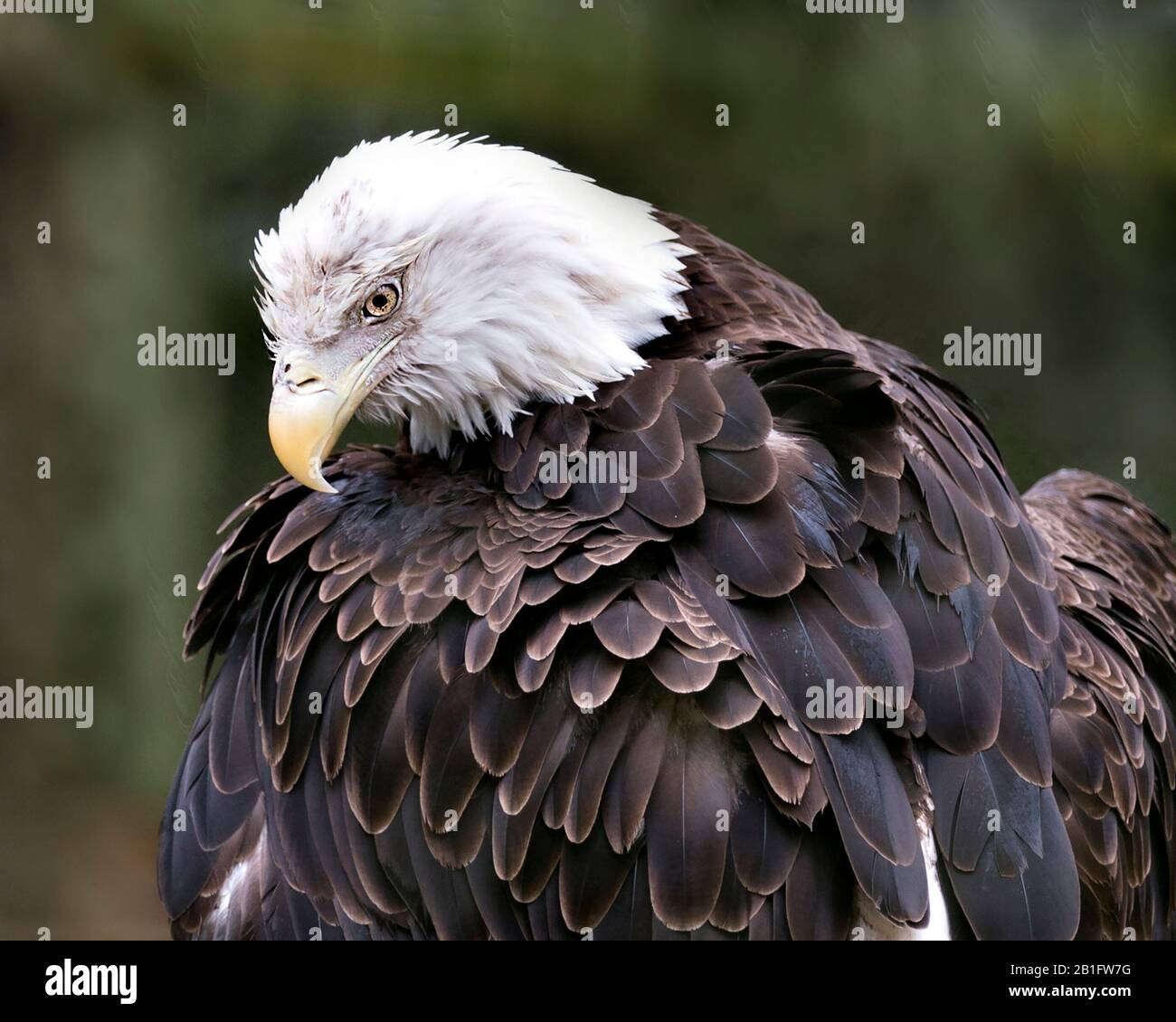 Bald Eagle head close-up profile view with a bokeh background ...