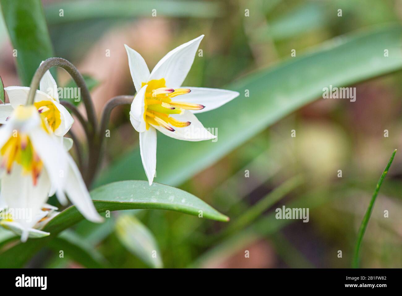 The flowers of a two-flowered tulip (Tulipa biflora Stock Photo - Alamy