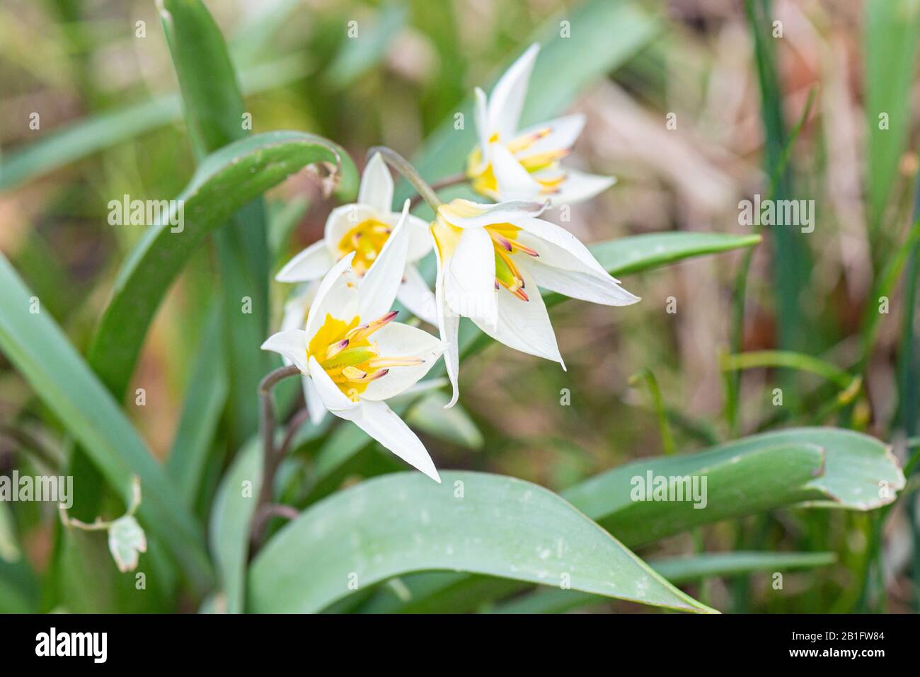 The flowers of a two-flowered tulip (Tulipa biflora Stock Photo - Alamy