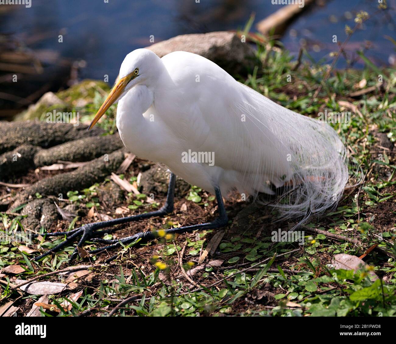 Great White Egret bird close-up profile view resting on the ground by ...