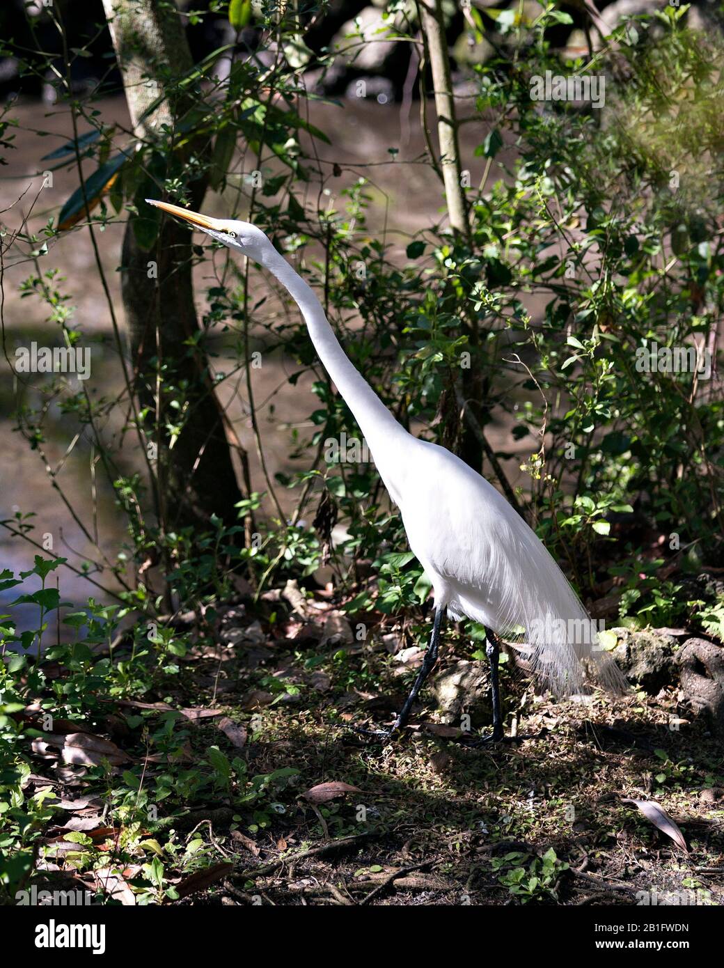 Great White Egret bird close-up profile view with a stretch neck and ...