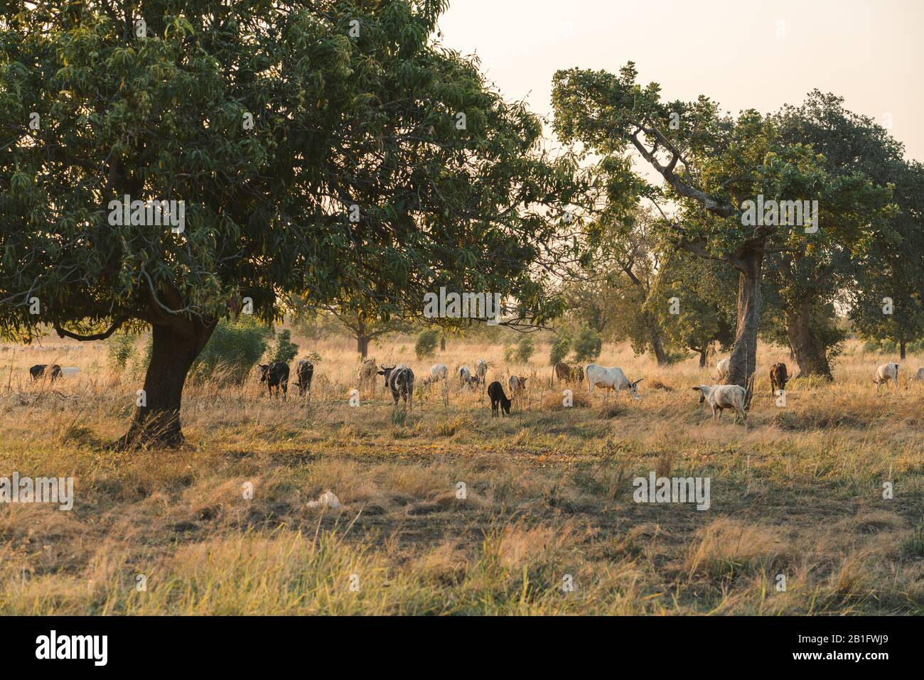Cattle in Ghana Stock Photo - Alamy