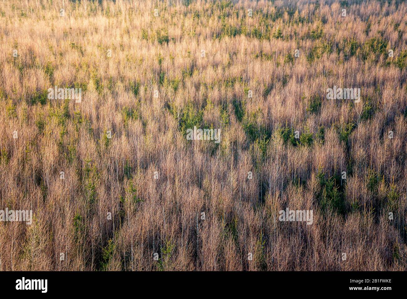 Aerial view of winter forrest with all the leaves fallen down. Mostly ...