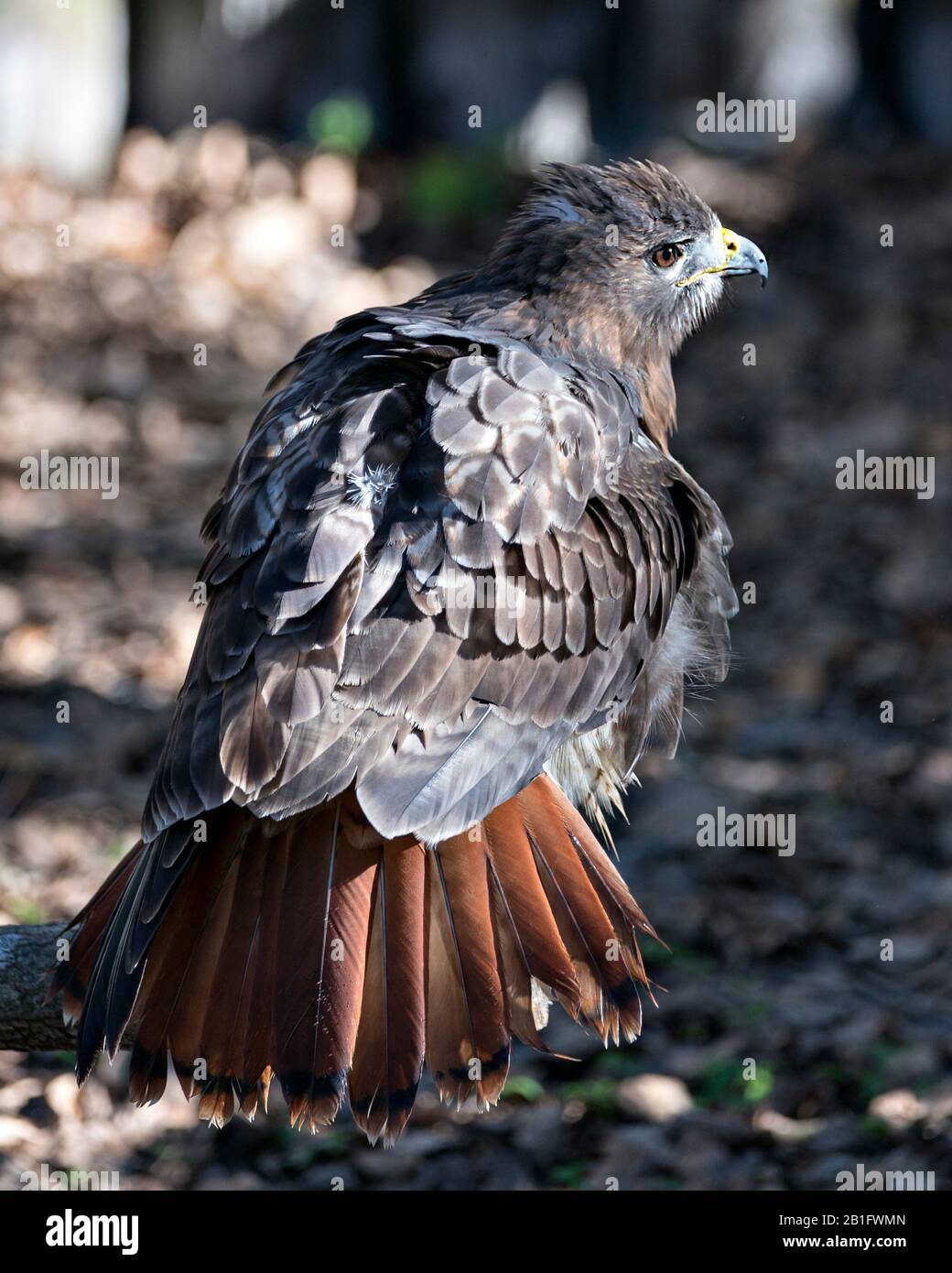 Hawk Beak Front View