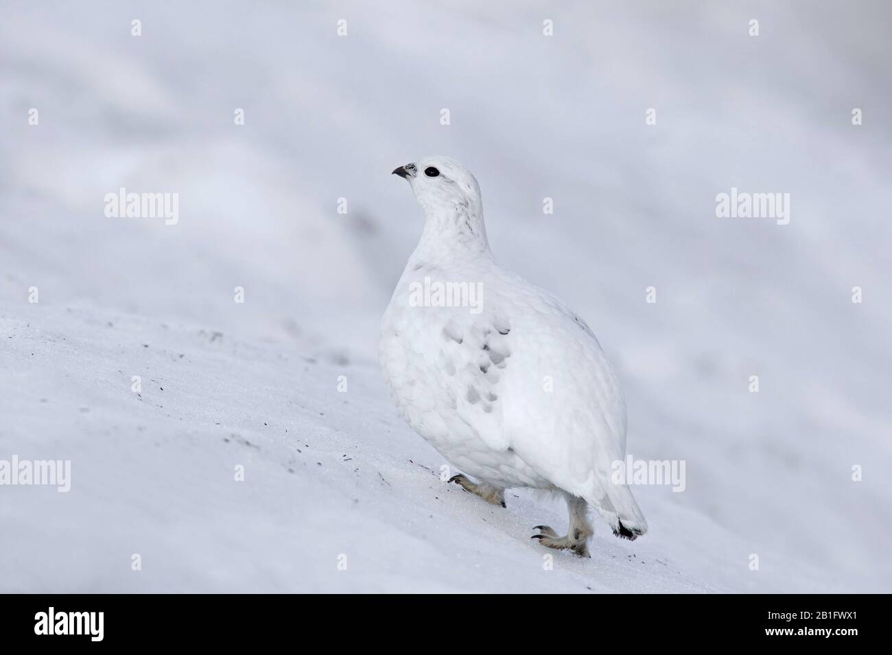 Rock ptarmigan (Lagopus muta / Lagopus mutus) female / hen foraging in ...