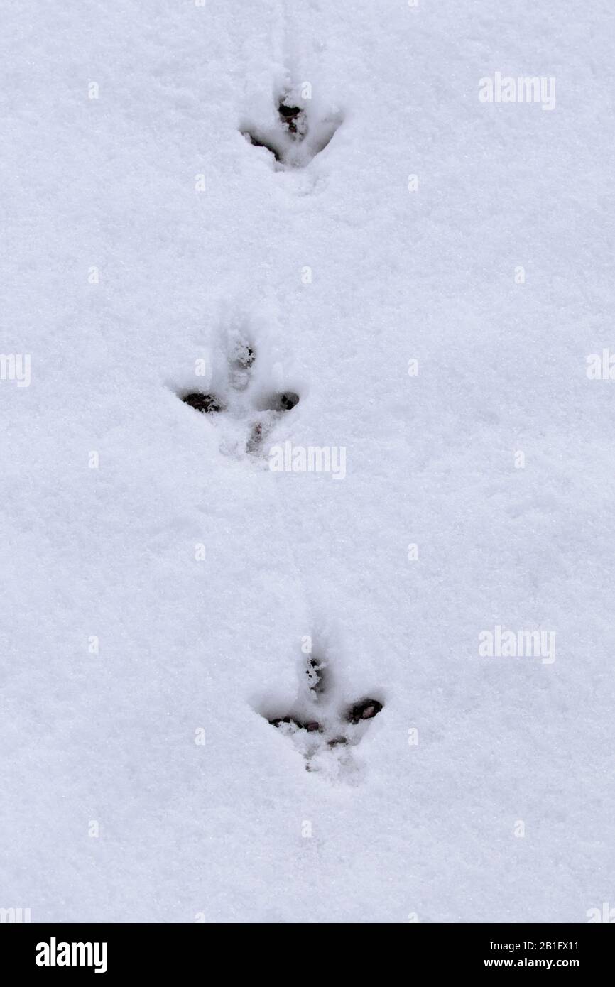 Grouse Tracks In Snow