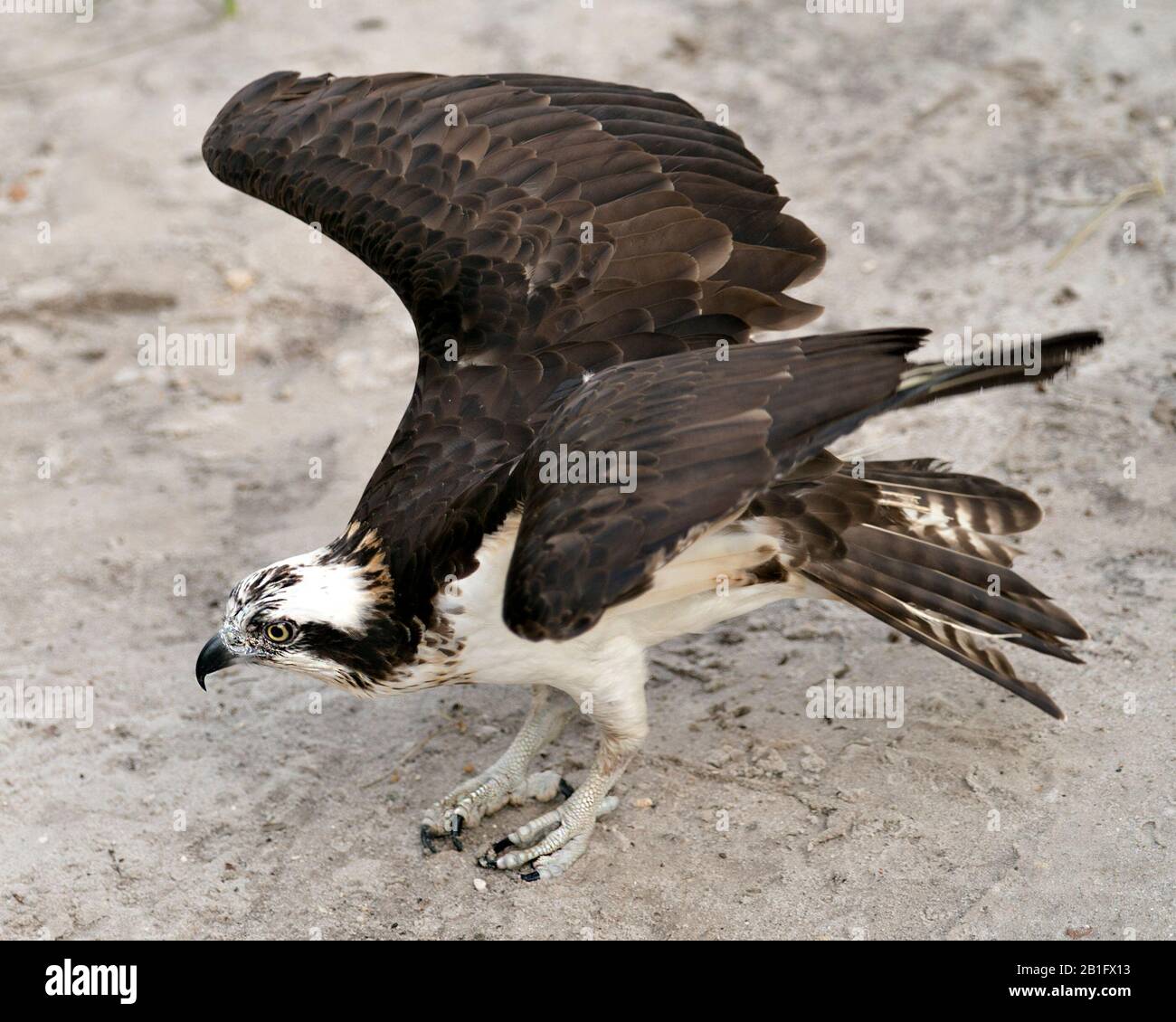 Osprey bird close-up profile view standing on sand with spread wings ...